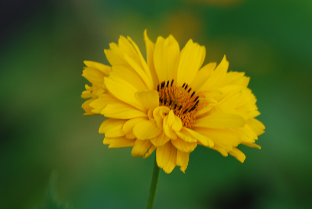 Yellow Orbit by Patrick Smith / 500px