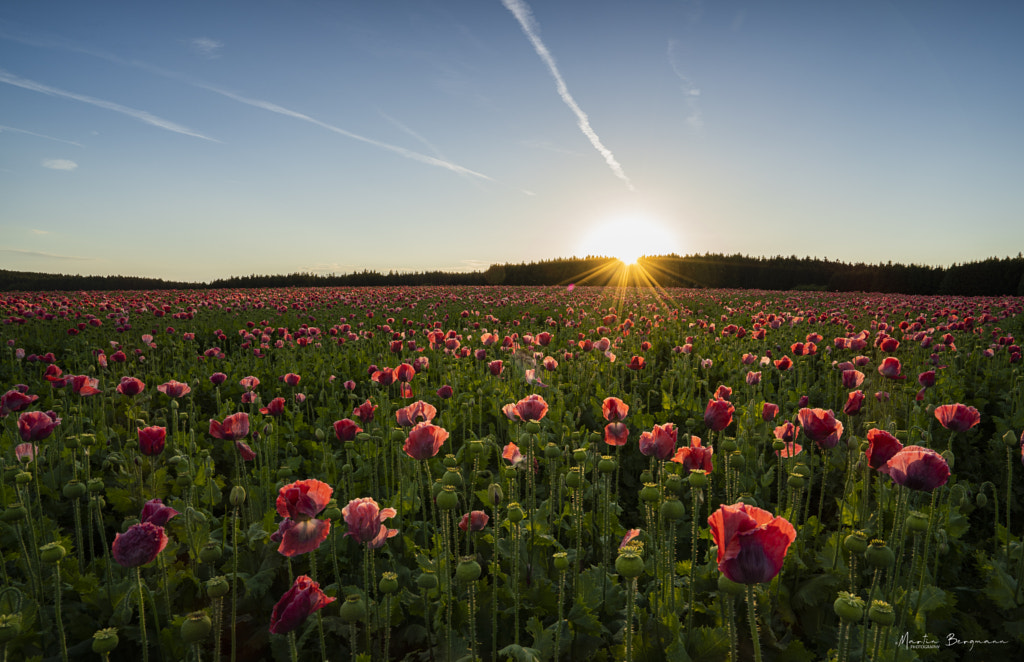 Poppies.... by Martin Bergmann / 500px