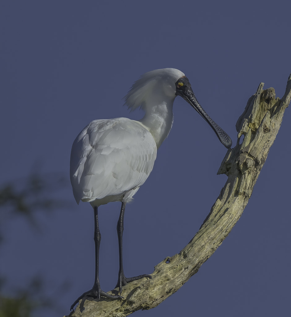 Royal Spoonbill by Richard Goodenough / 500px
