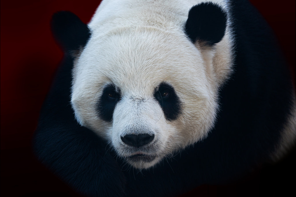Giant Panda by HENLLY TATA / 500px