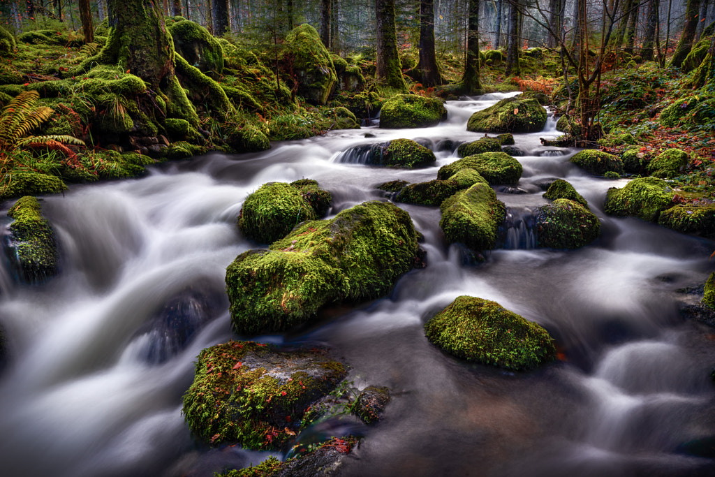Mossy river in undergrowth by Robert Didierjean / 500px