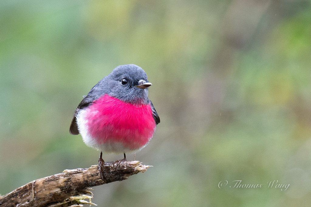 Rose robin by Thomas Wang / 500px