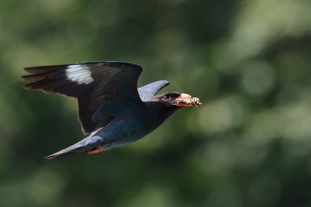 Oriental Dollarbird by Pikumon ! / 500px