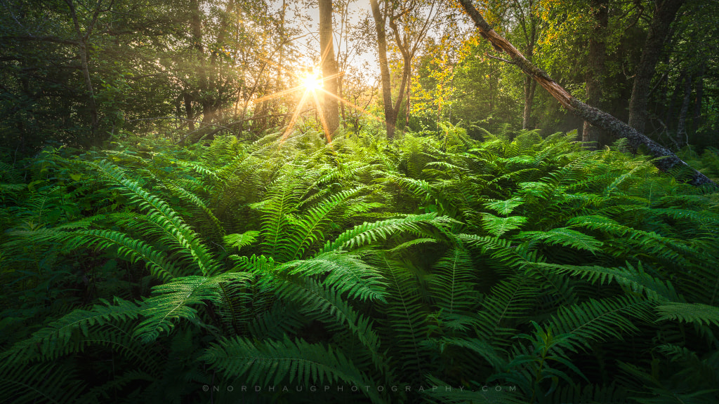 Fern forest by Dag Ole Nordhaug / 500px