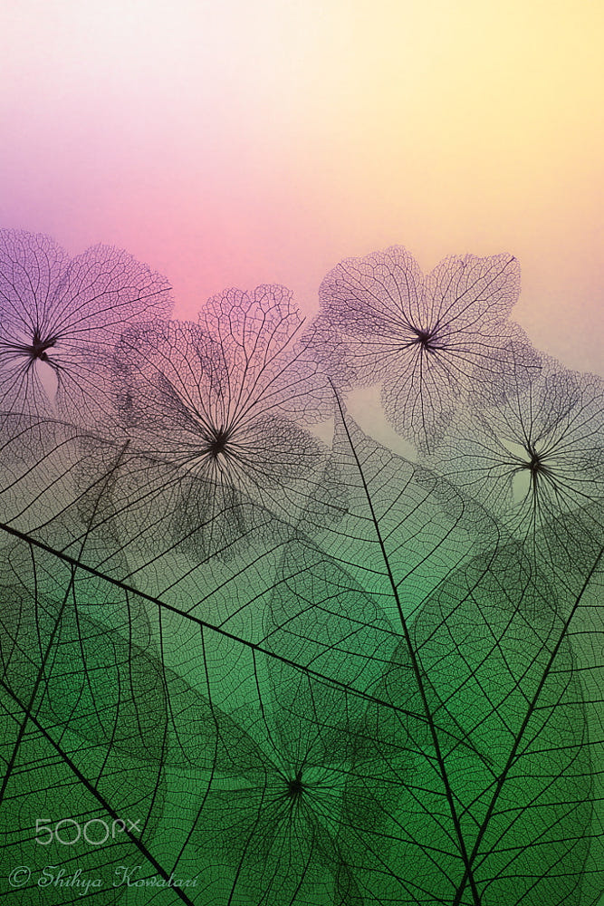 Beautiful Once Again by Shihya Kowatari / 500px