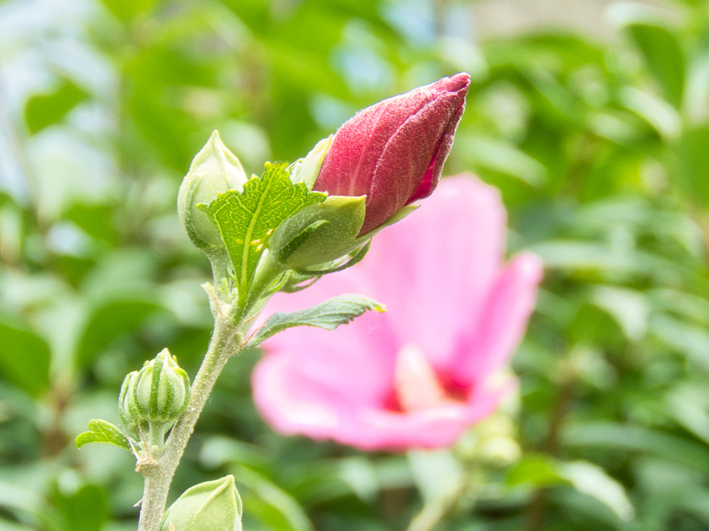 Rose of Sharon Bud and Bloom by Barbara Barrett / 500px