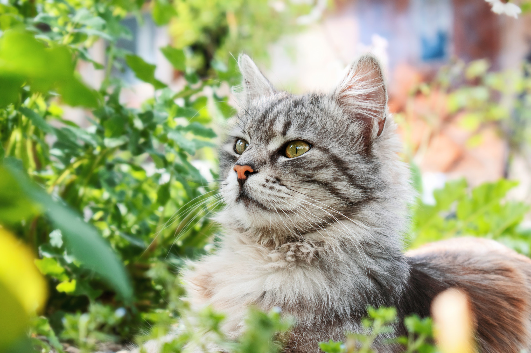 My cat - Platon by Ivan Lebedev / 500px