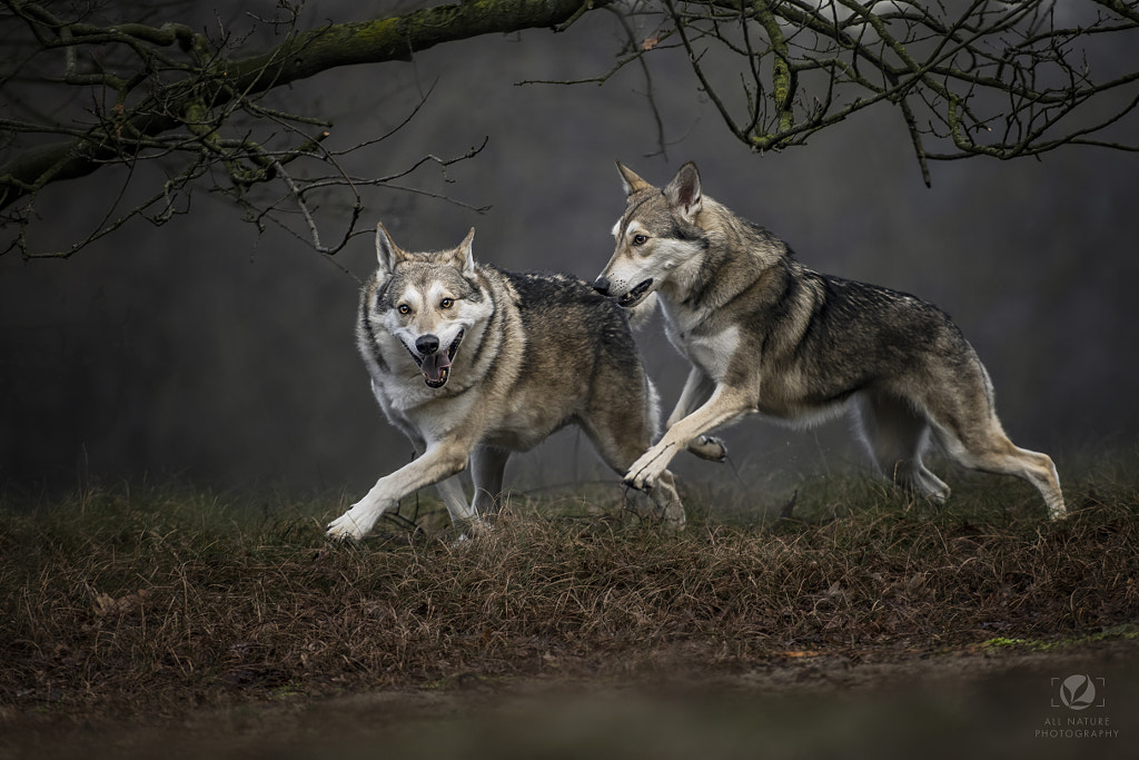 Dancing Wolves by Elke Braet / 500px