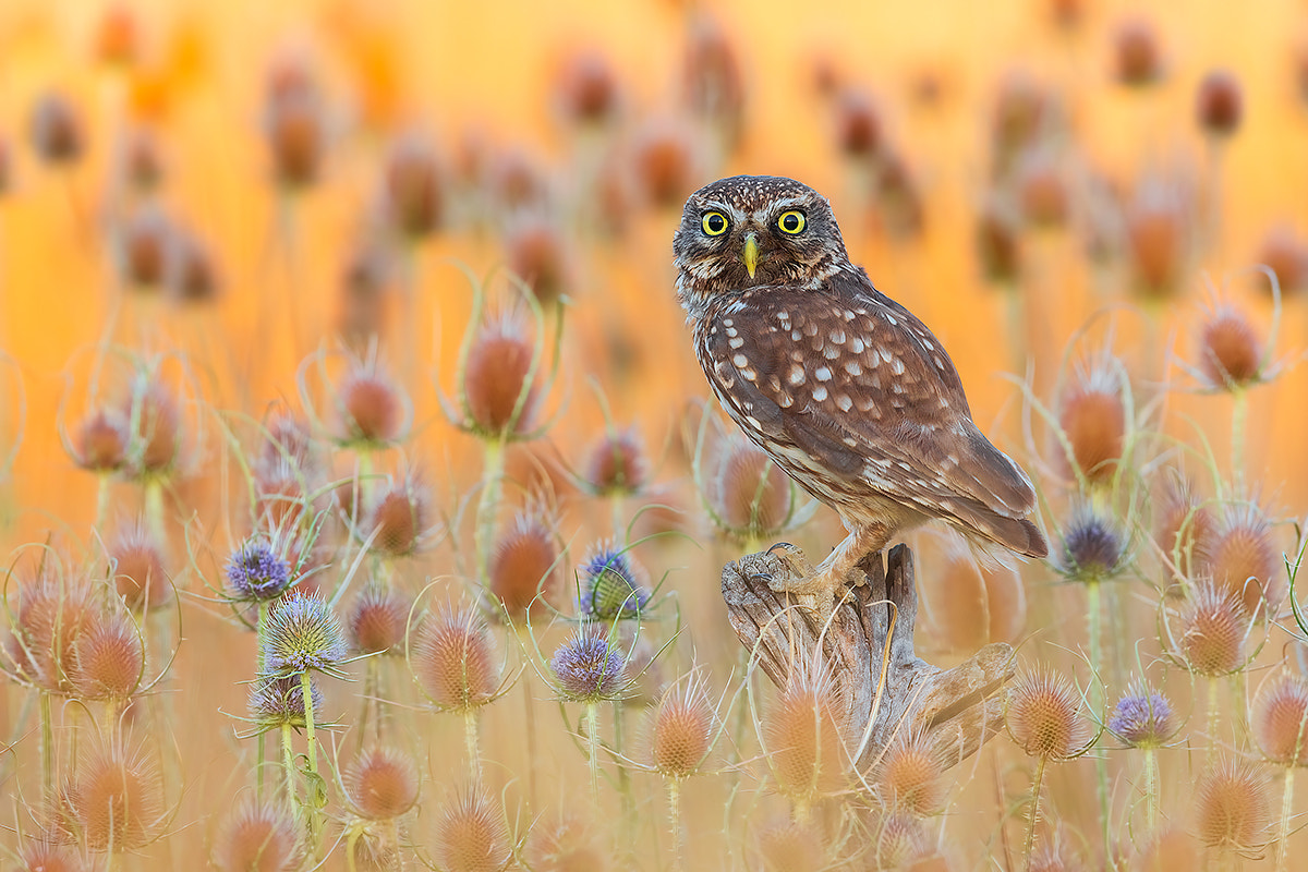 Little Owl - Civetta by Lorenzo Magnolfi / 500px