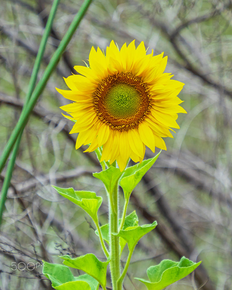 Sunflower by Steve R / 500px