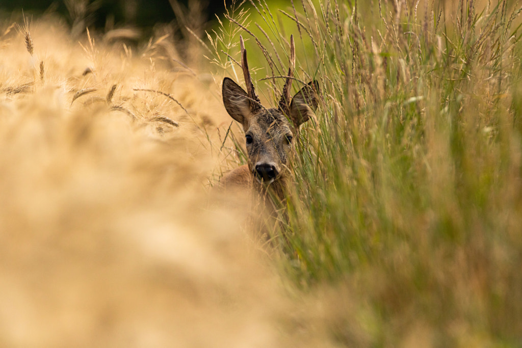 Kozioł (sarna europejska) by Michał R / 500px