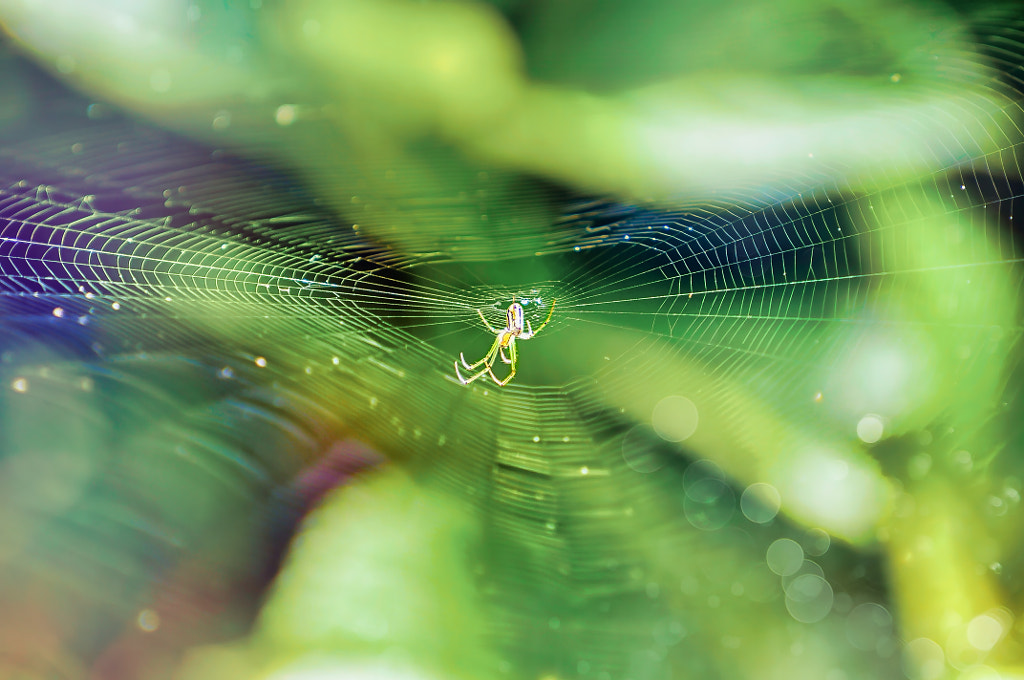 Green Spider by C O N R A D / 500px