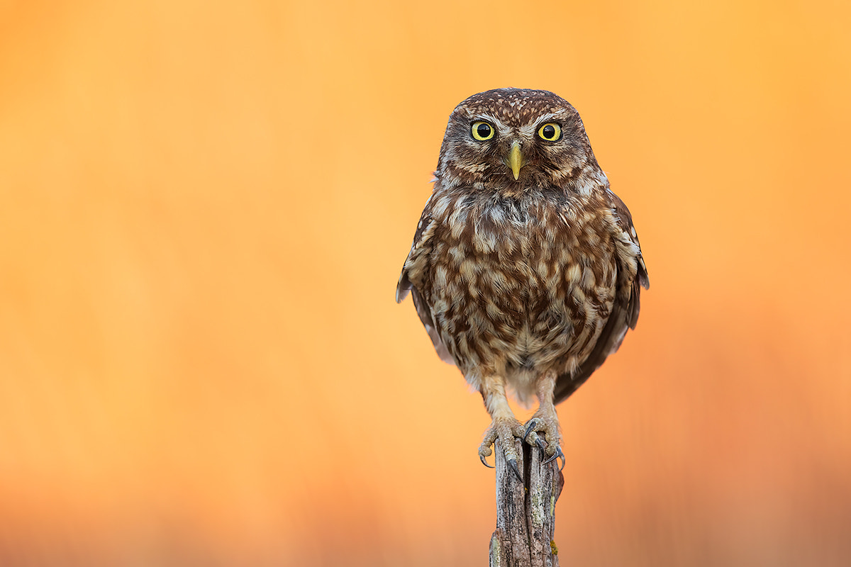 Little Owl - Civetta by Lorenzo Magnolfi / 500px