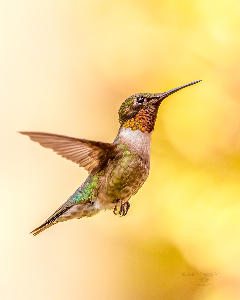 Ruby Throated Hummingbird - Male by Fran Czemerda Jr / 500px