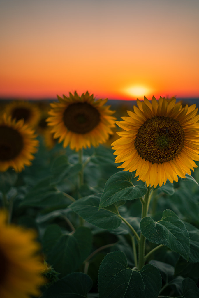 Summer by Hristomir Hristov / 500px
