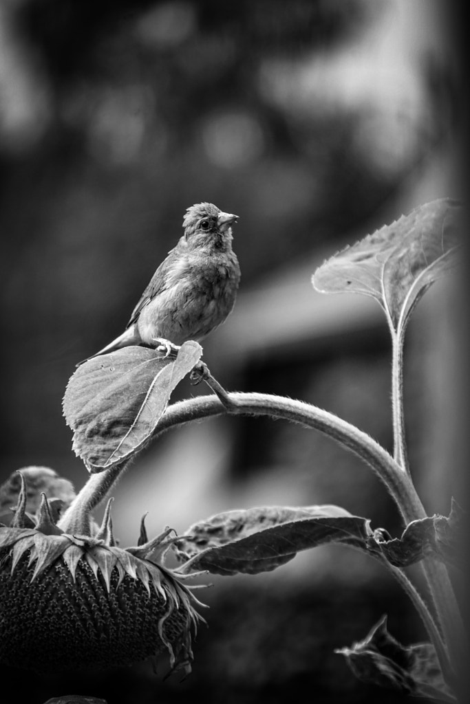 Seed thief. by Dan Arler / 500px