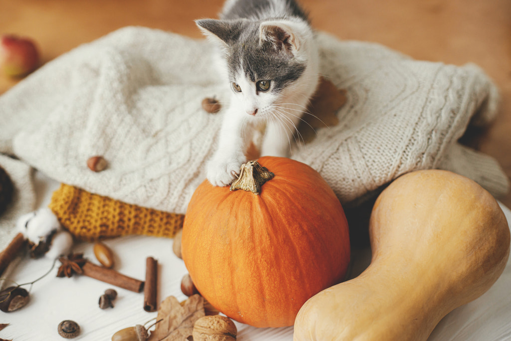 Cute kitten playing with pumpkin at cozy sweaters with autumn leaves ...