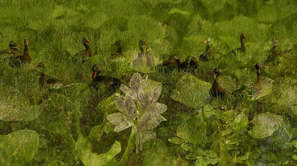 Myakka Gathering by David A . Bush / 500px