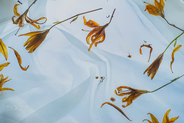 Delicate chiffon drapery on floral composition, yellow lily with by ...