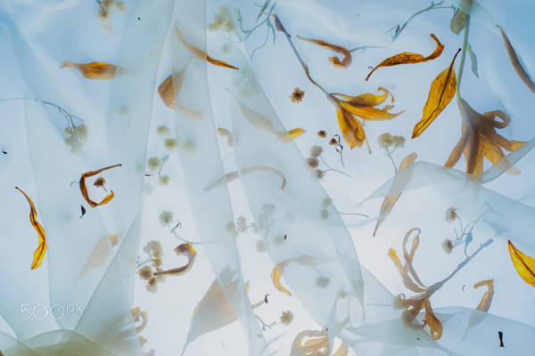 Delicate chiffon drapery on floral composition, yellow lily with by ...