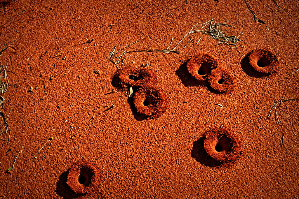 Desert Donuts by DAWN IZURIETA / 500px