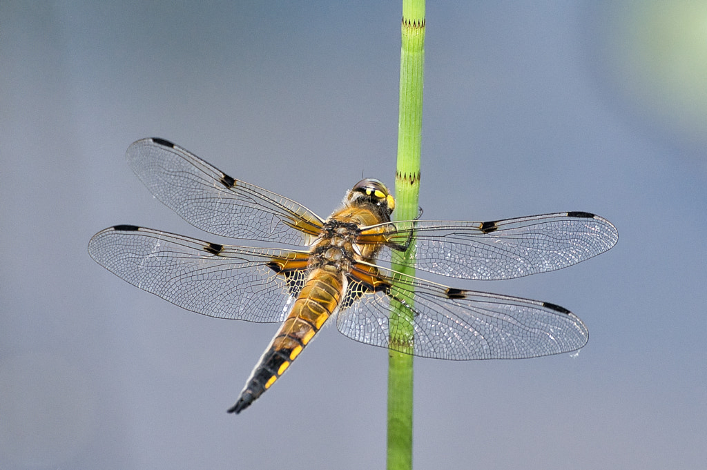 Libelle by René Hablützel / 500px