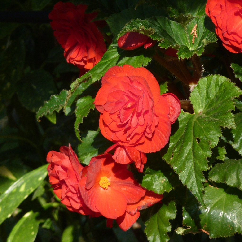 Red beauty by Ellen M / 500px