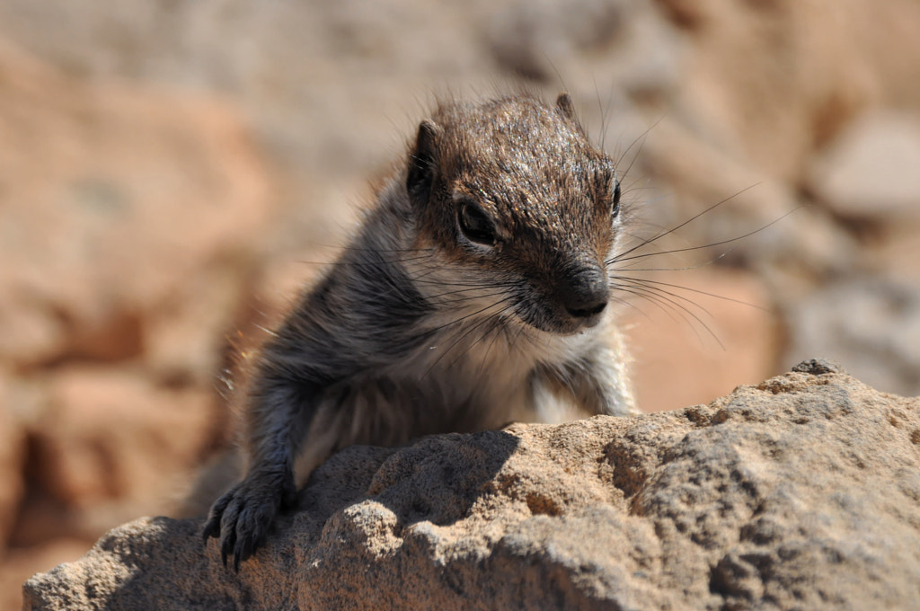 Funny little face :-) by Philippe C. / 500px