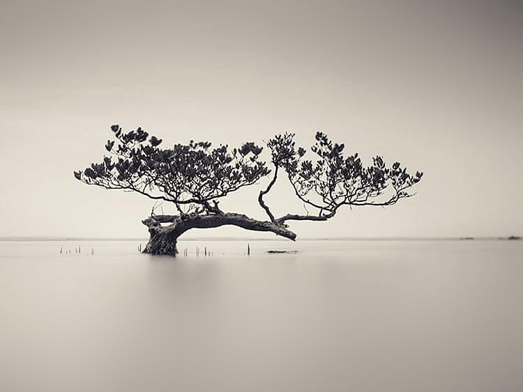 Mangrove - Tree Of Life by Hengki Koentjoro / 500px