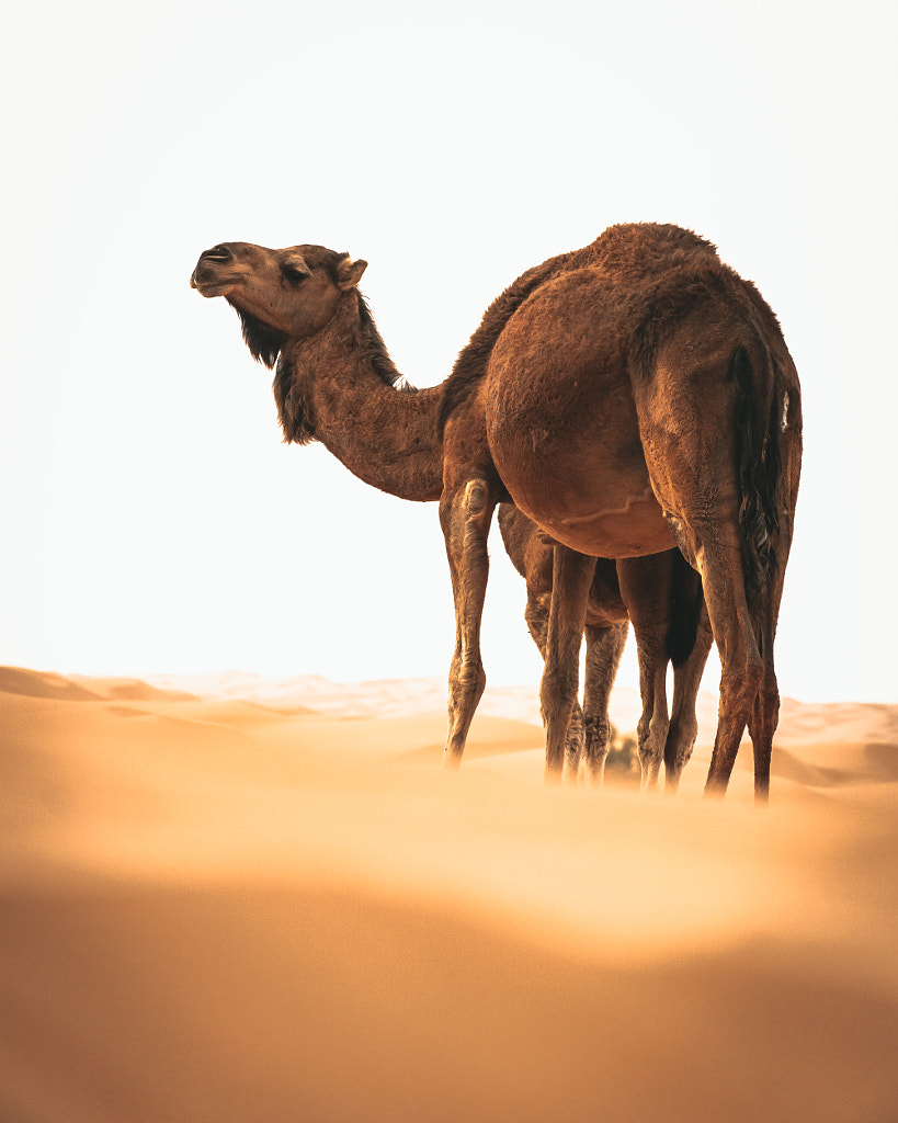 Dromedary Between The Dunes By Frutteromatteo 500px