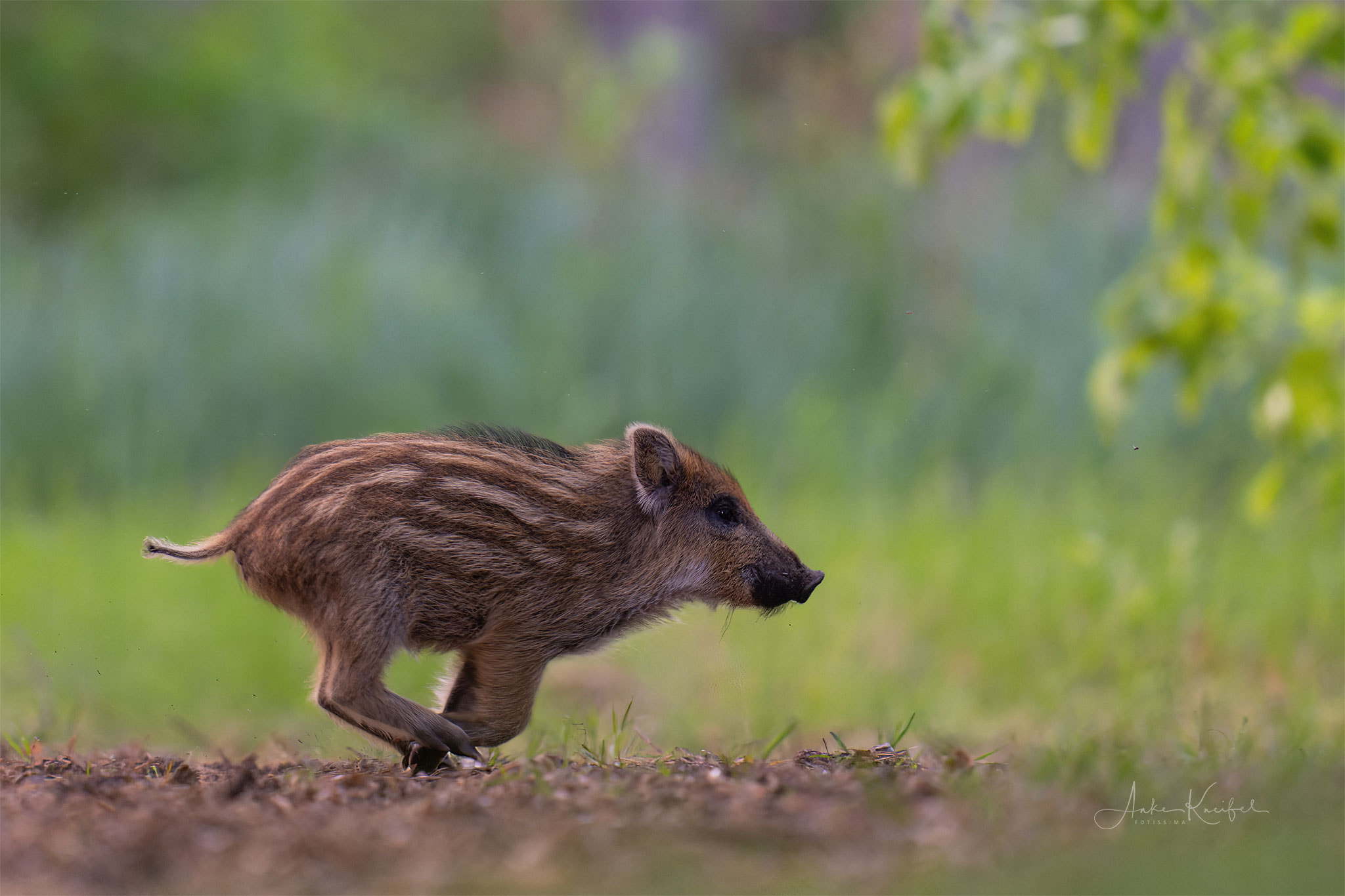piglet boar by Anke Kneifel / 500px