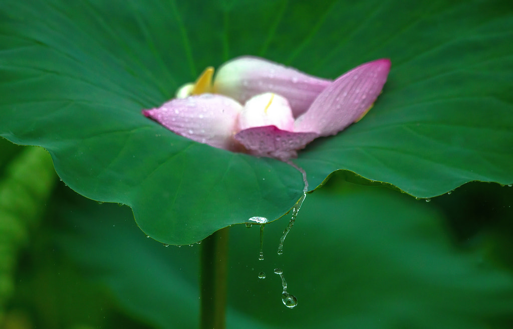 Burst into tears by Waquixote / 500px