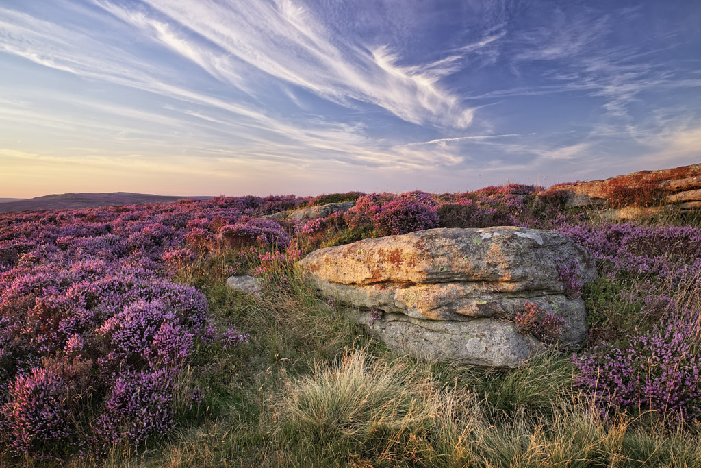Heather Season by Indra Delle / 500px