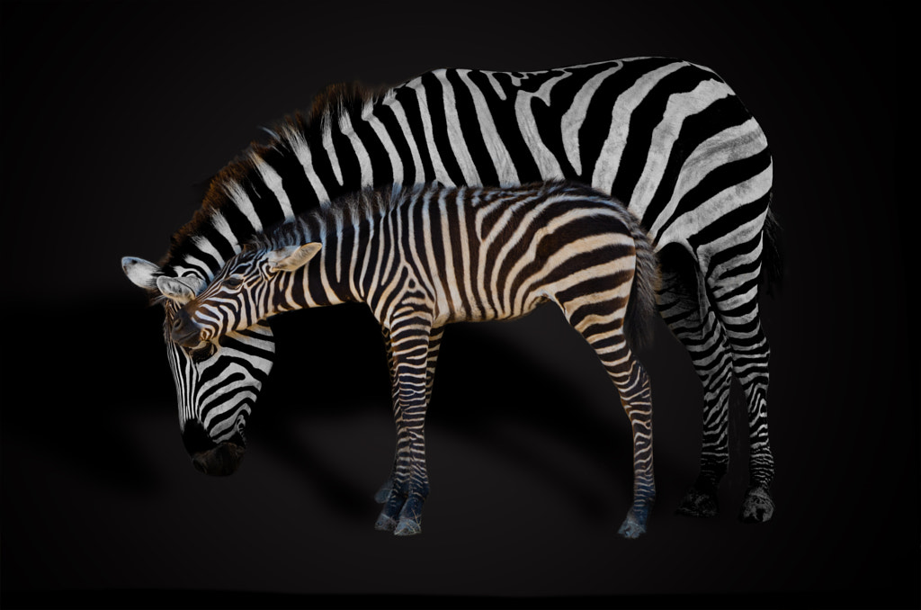 Zebra by HENLLY TATA / 500px