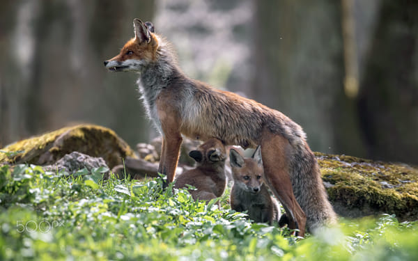 A caring mother. (Red Fox) by Viсtor Dubinkin | 500px