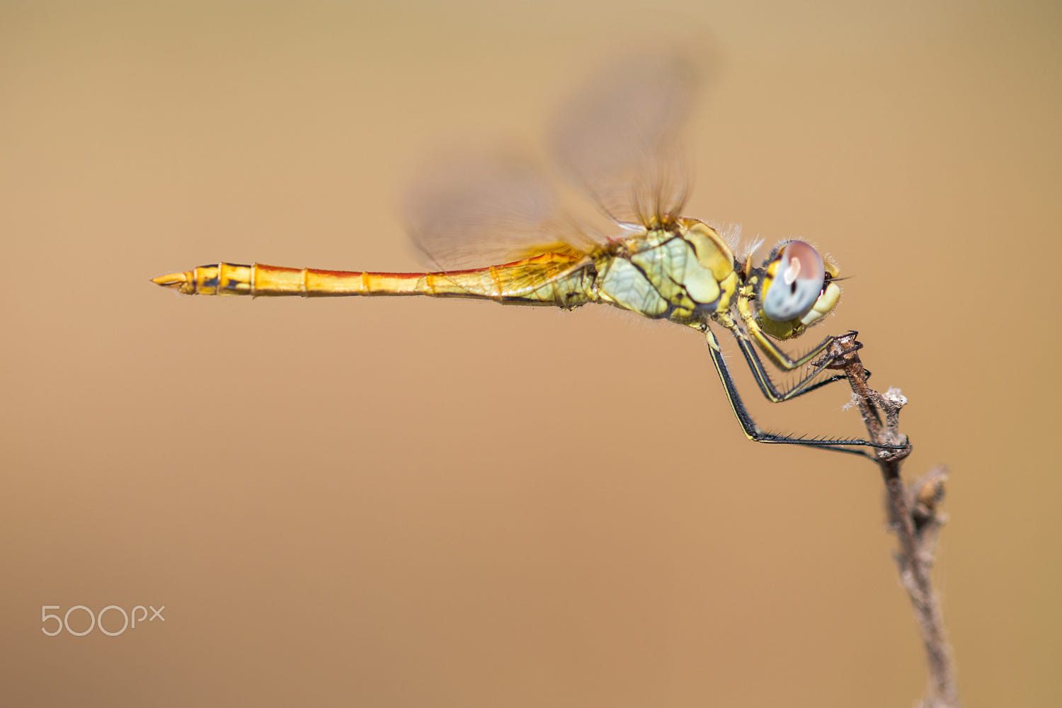 Bailarín by Natalie / 500px