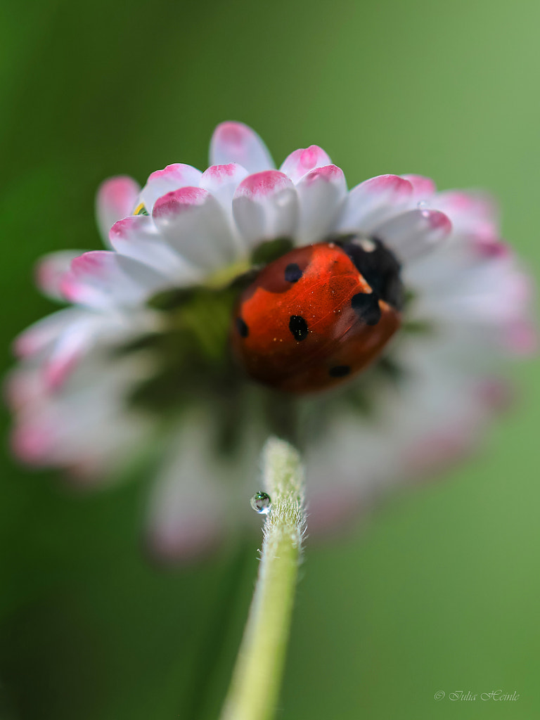 Giving shelter, being kind by Iulia Heinle / 500px