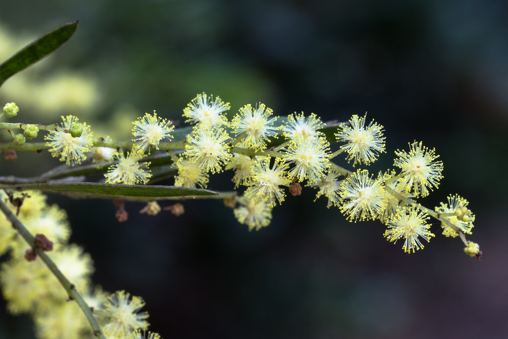 Australian Native Wattle 1801 by Trefor Ellacott / 500px
