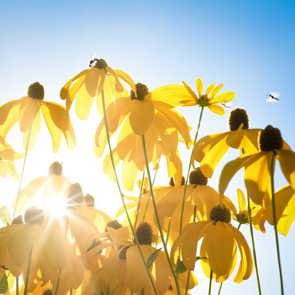 Summer ... by Harald Mundt / 500px