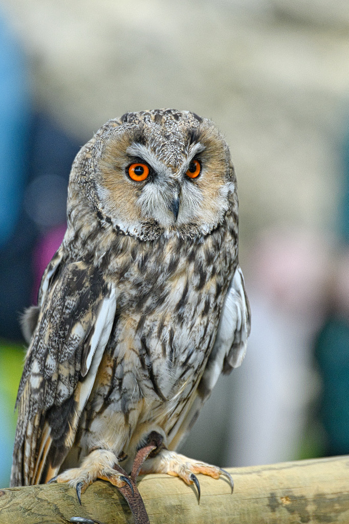 Kleine Eule by René Hablützel / 500px