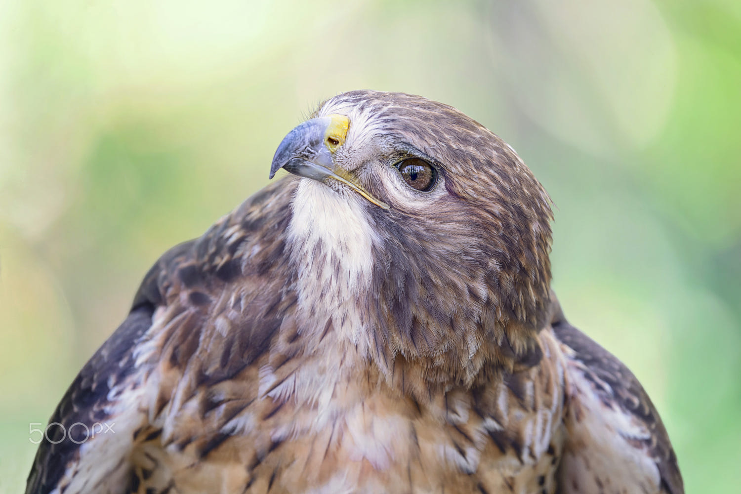 Red-Tailed Hawk Close-Up by Adrienne Elliot / 500px