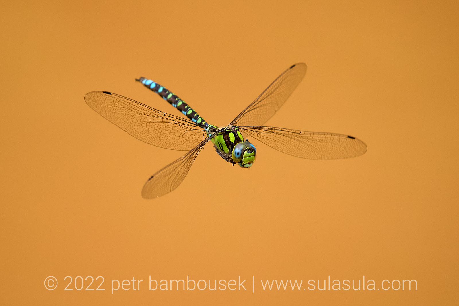 Southern Hawker by Petr Bambousek / 500px
