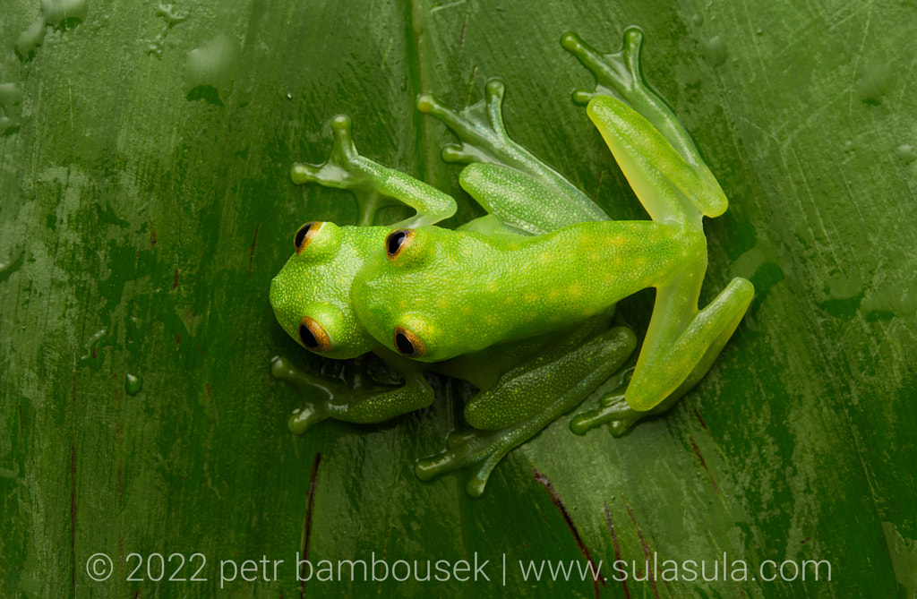 Fleischmann's Glass Frog by Petr Bambousek / 500px