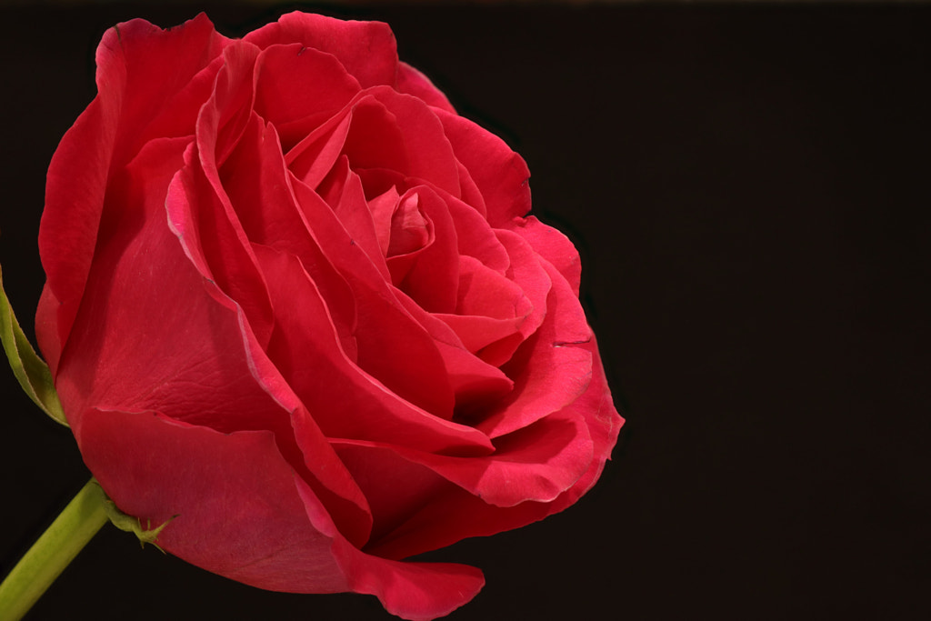 A Red Rose says… by Phillip Pendleton / 500px