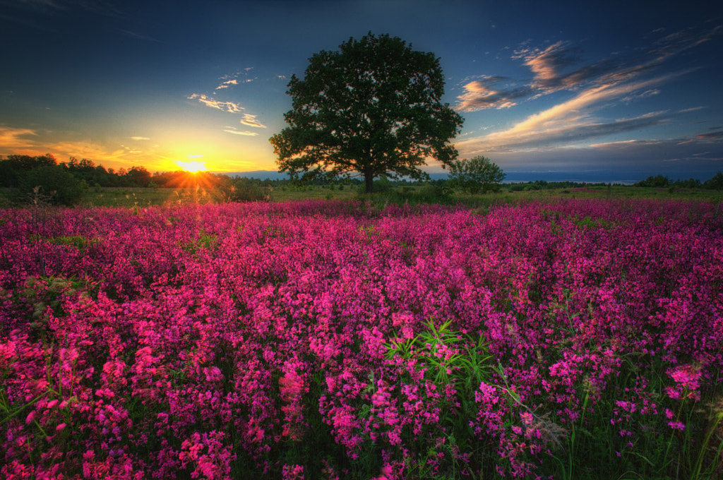 Oak tree and flowers at sunset by Alexander Sinitsky / 500px
