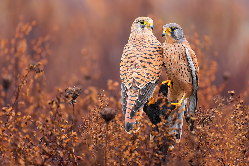 Common Kestrel - Gheppi by Lorenzo Magnolfi / 500px