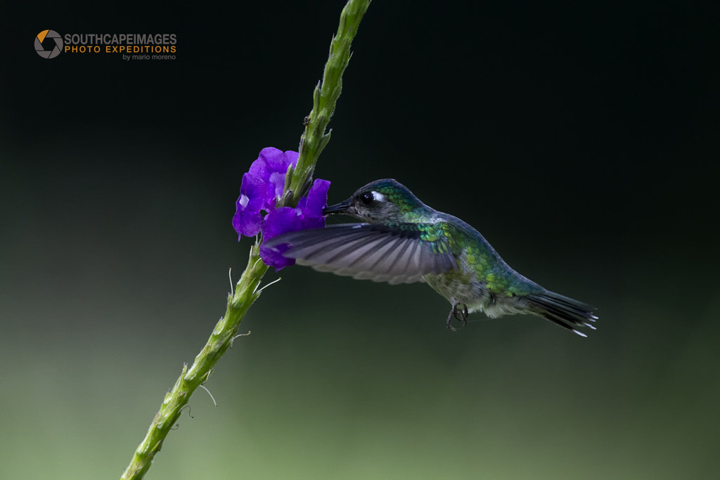 The Hummingbird by Mario Moreno / 500px
