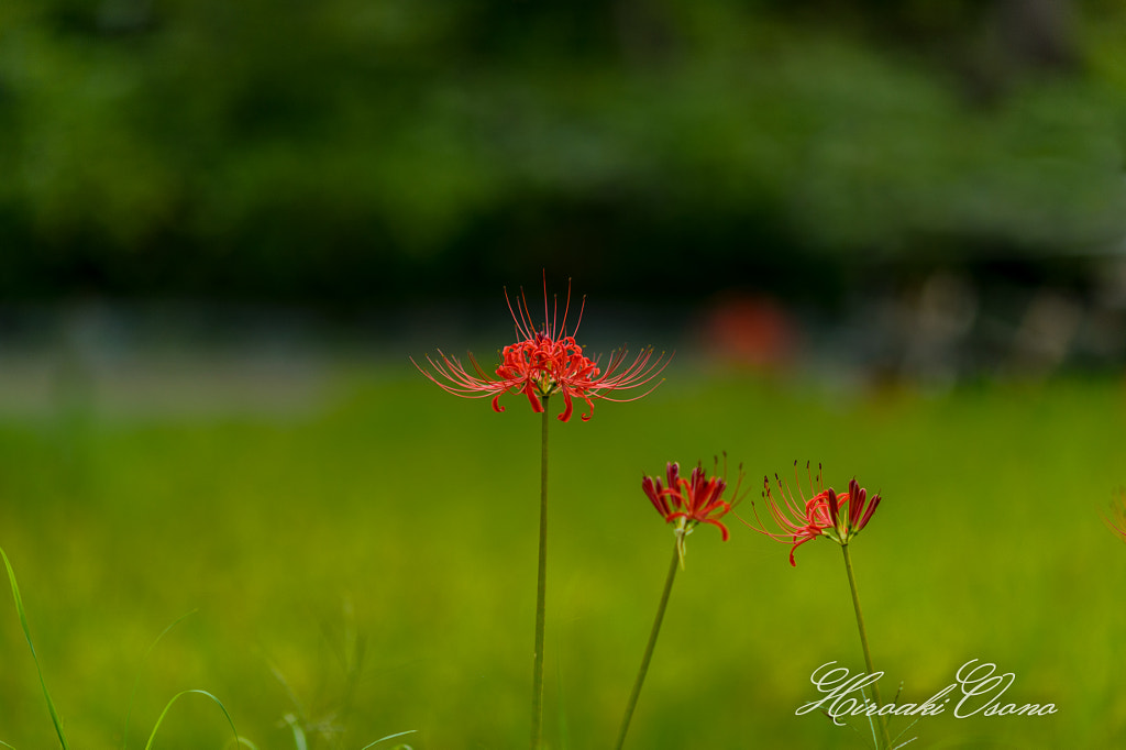 red-spider-lily-by-hiroaki-osonou-500px
