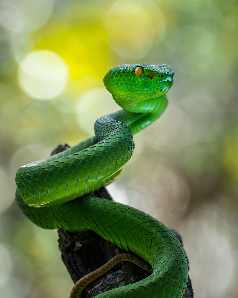 close-up of snake on tree by Endra Agust / 500px
