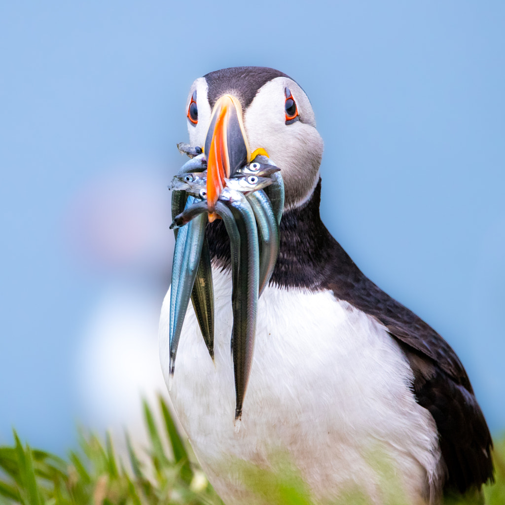 Puffin with Loads of Fish by Sahl Rowther / 500px